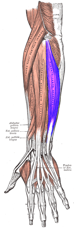 EXTENSOR CARPI ULNARIS TENDINITIS