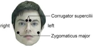 Corrugator Supercilii Muscle Anatomy, Origin, Insertion, Function